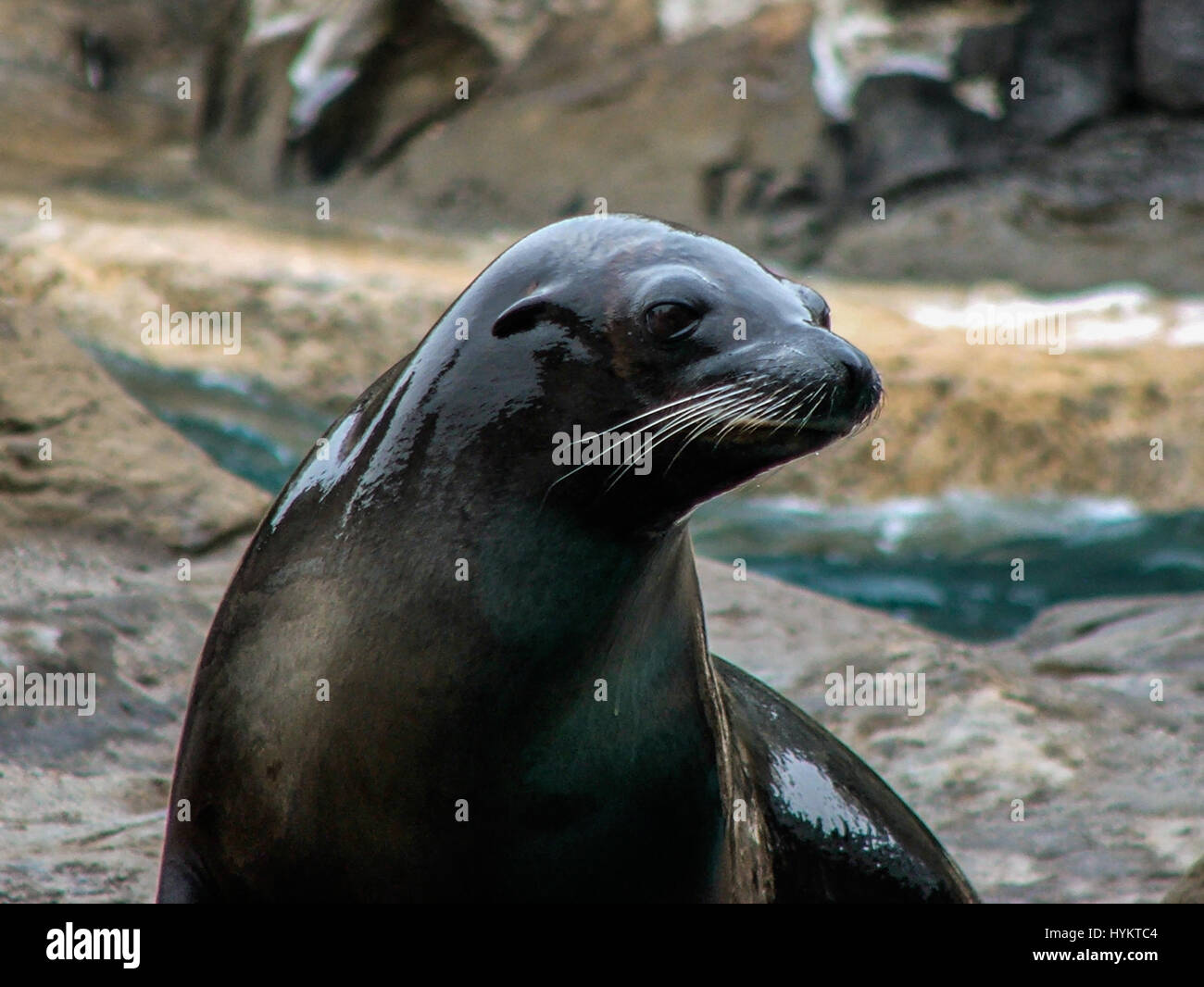 Seal waiting to be fed hi-res stock photography and images - Alamy