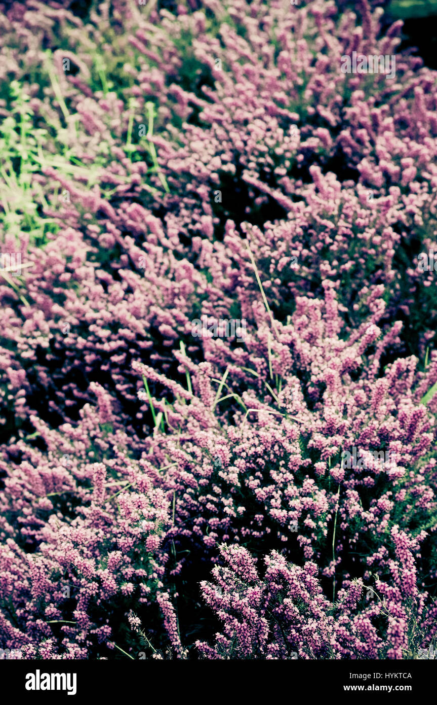 common heather bush in blossom - flowering calluna vulgaris Stock Photo ...