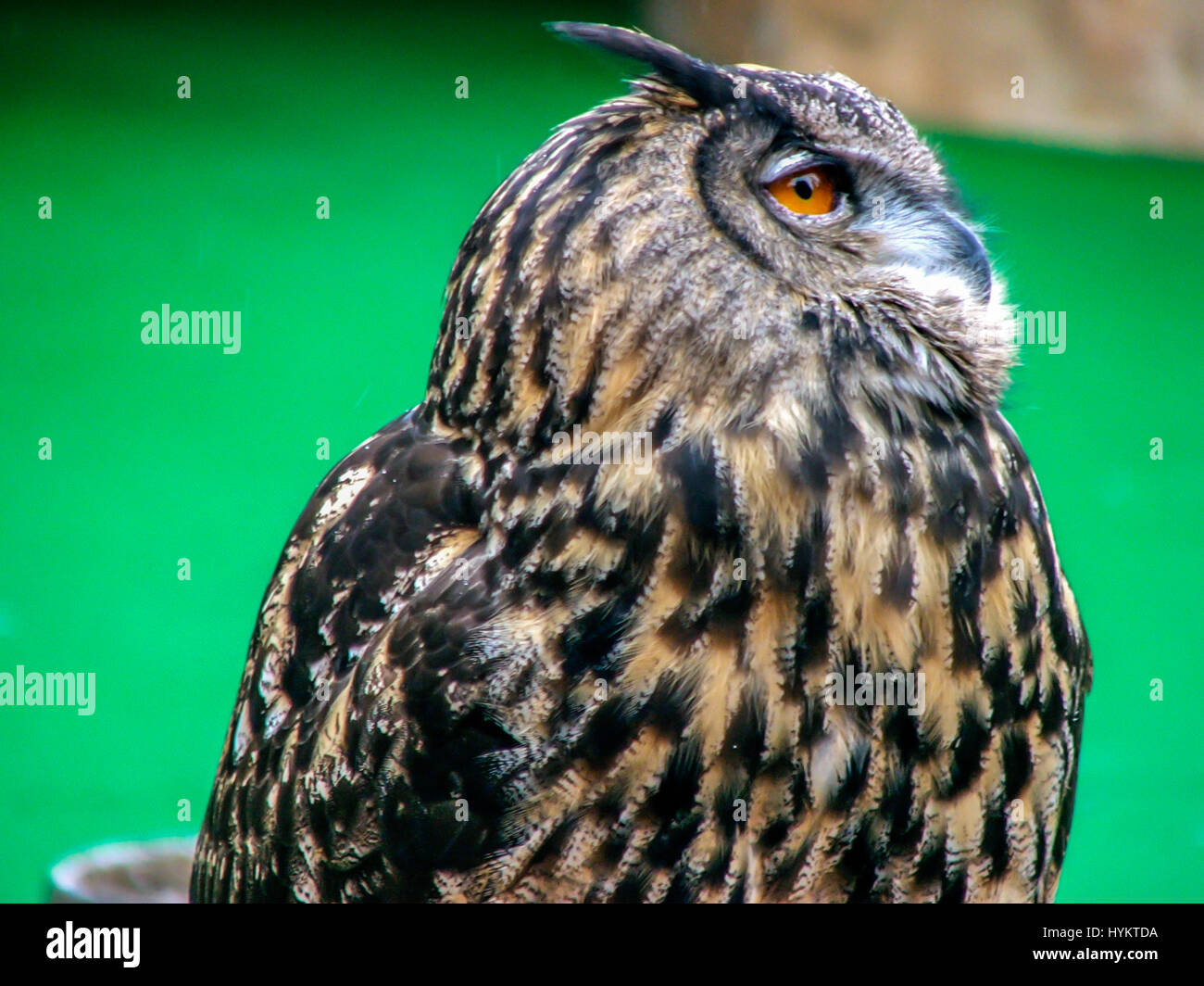 Owl in sharp focus against a light green background Stock Photo - Alamy