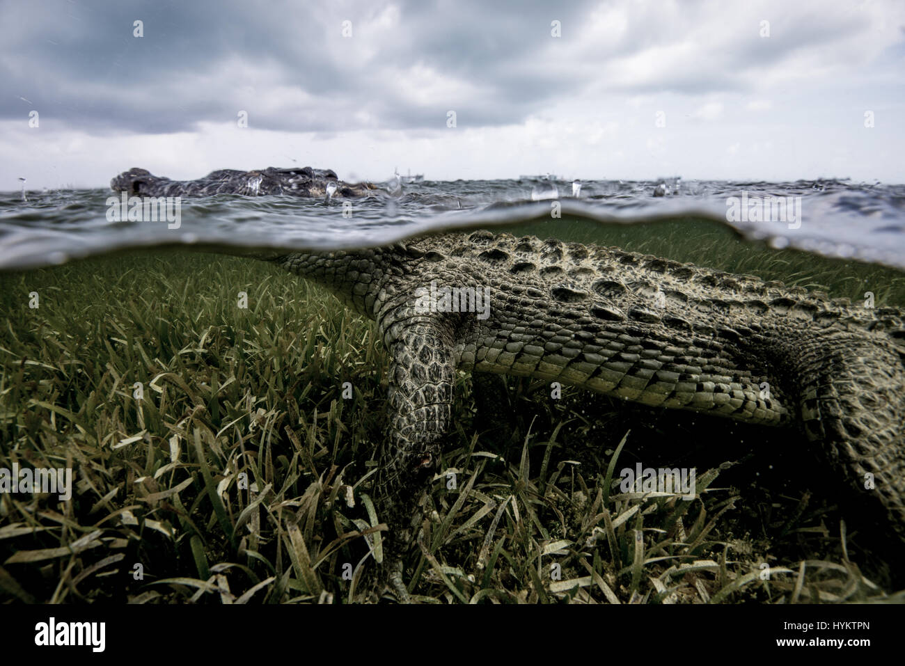 CHINCHORRO BANKS, MEXICO: A THRILL-SEEKING photographer risked life and ...