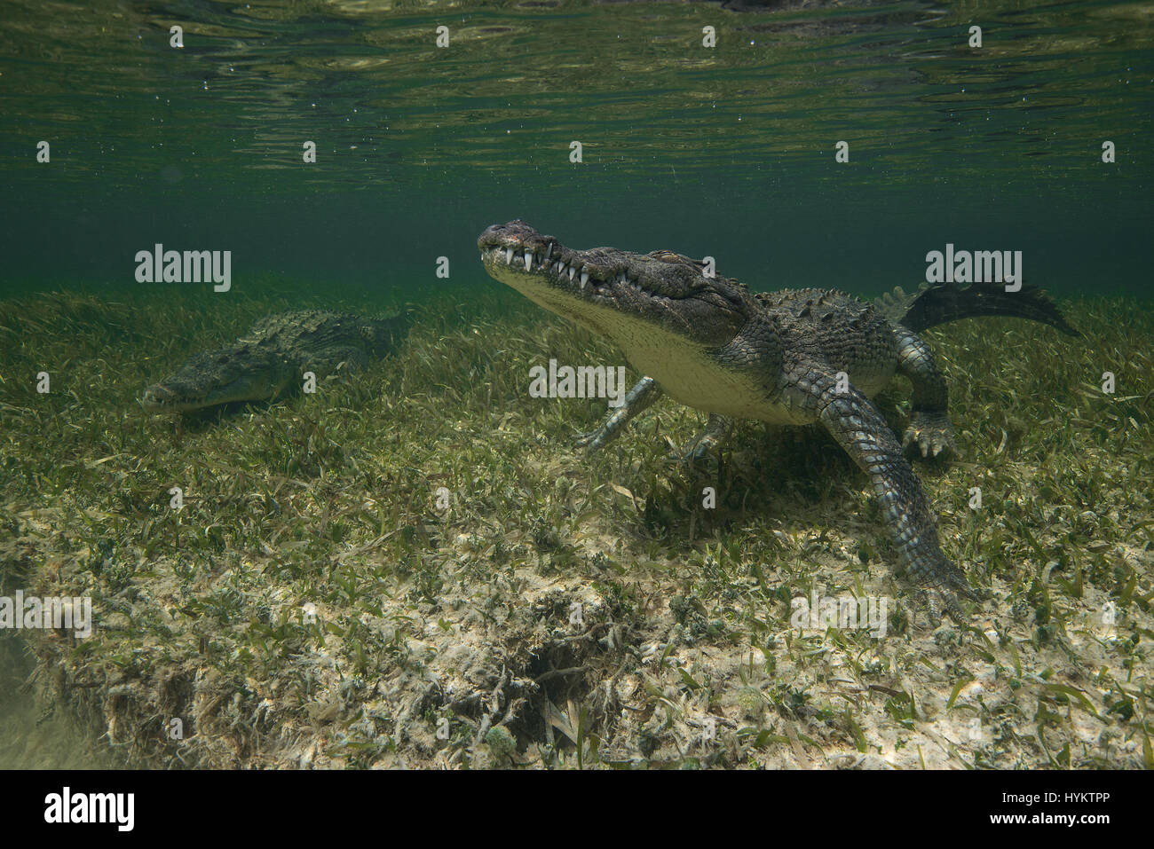 Chinchorro banks hi-res stock photography and images - Alamy