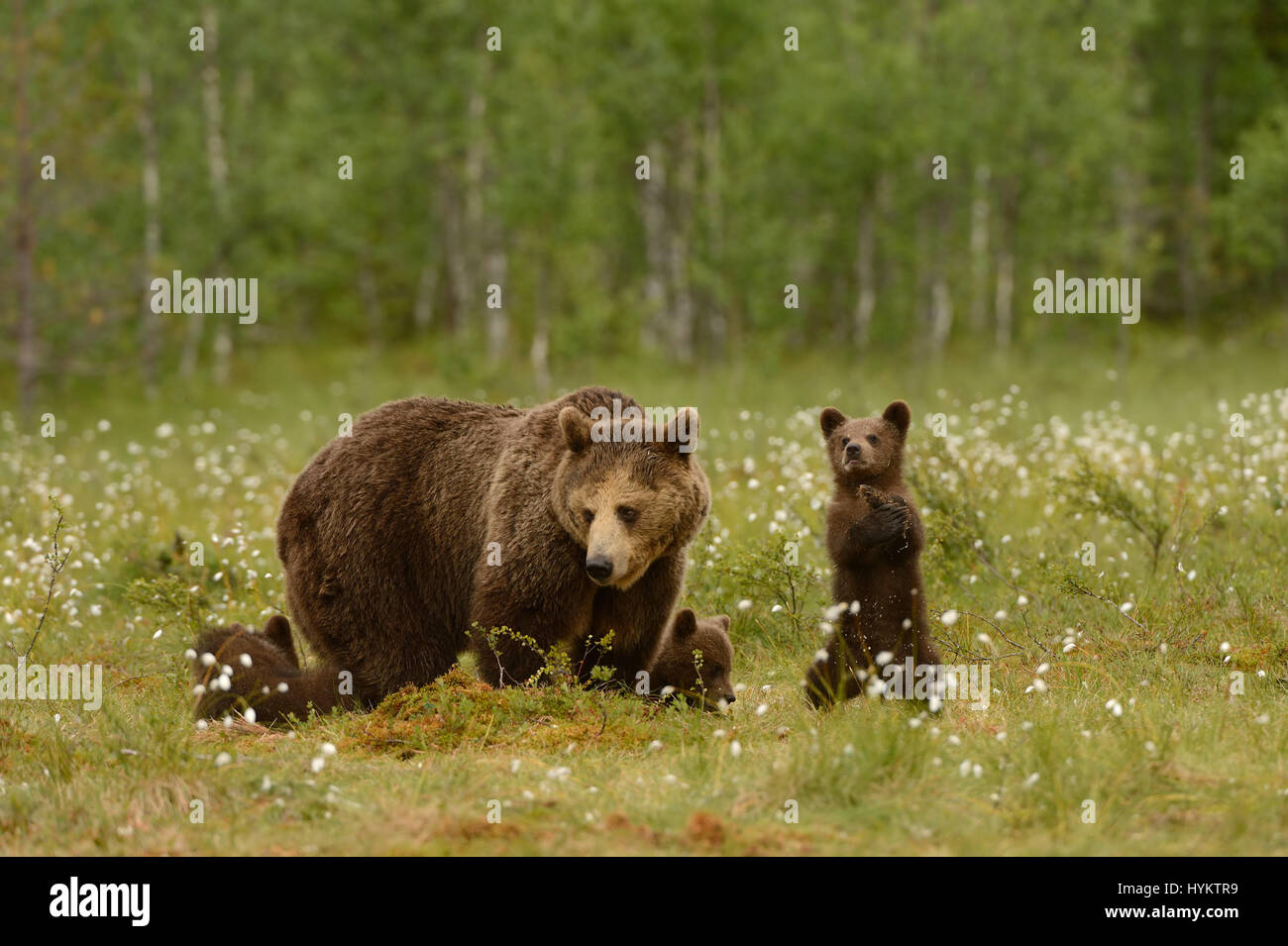 THE HILARIOUS moment a bear cub took some time out from its usual ...