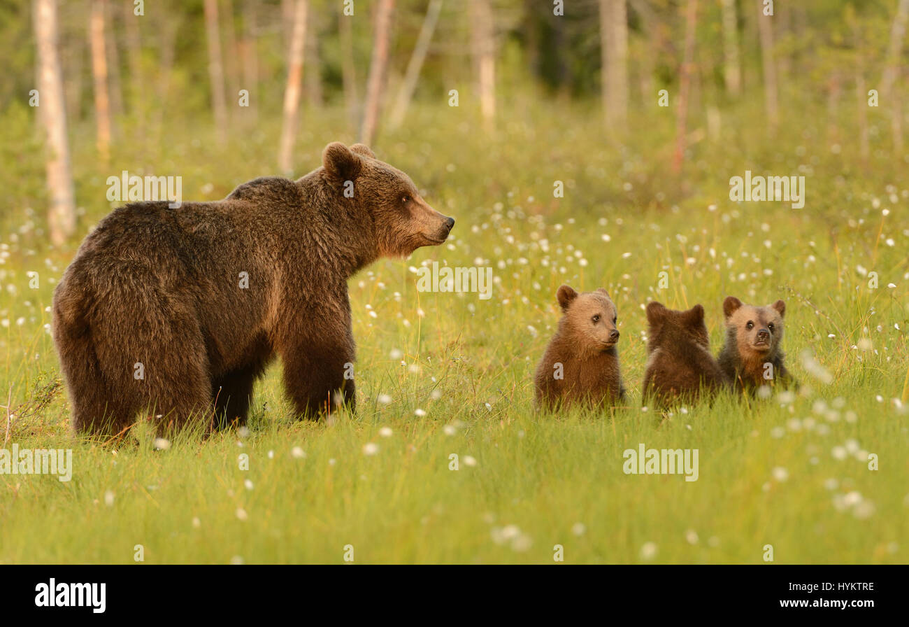 THE HILARIOUS moment a bear cub took some time out from its usual ...