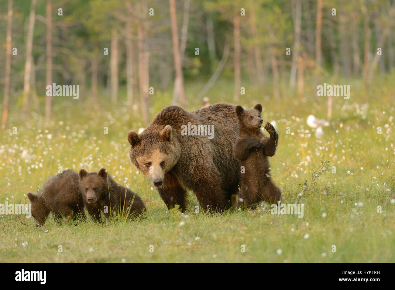 THE HILARIOUS moment a bear cub took some time out from its usual ...