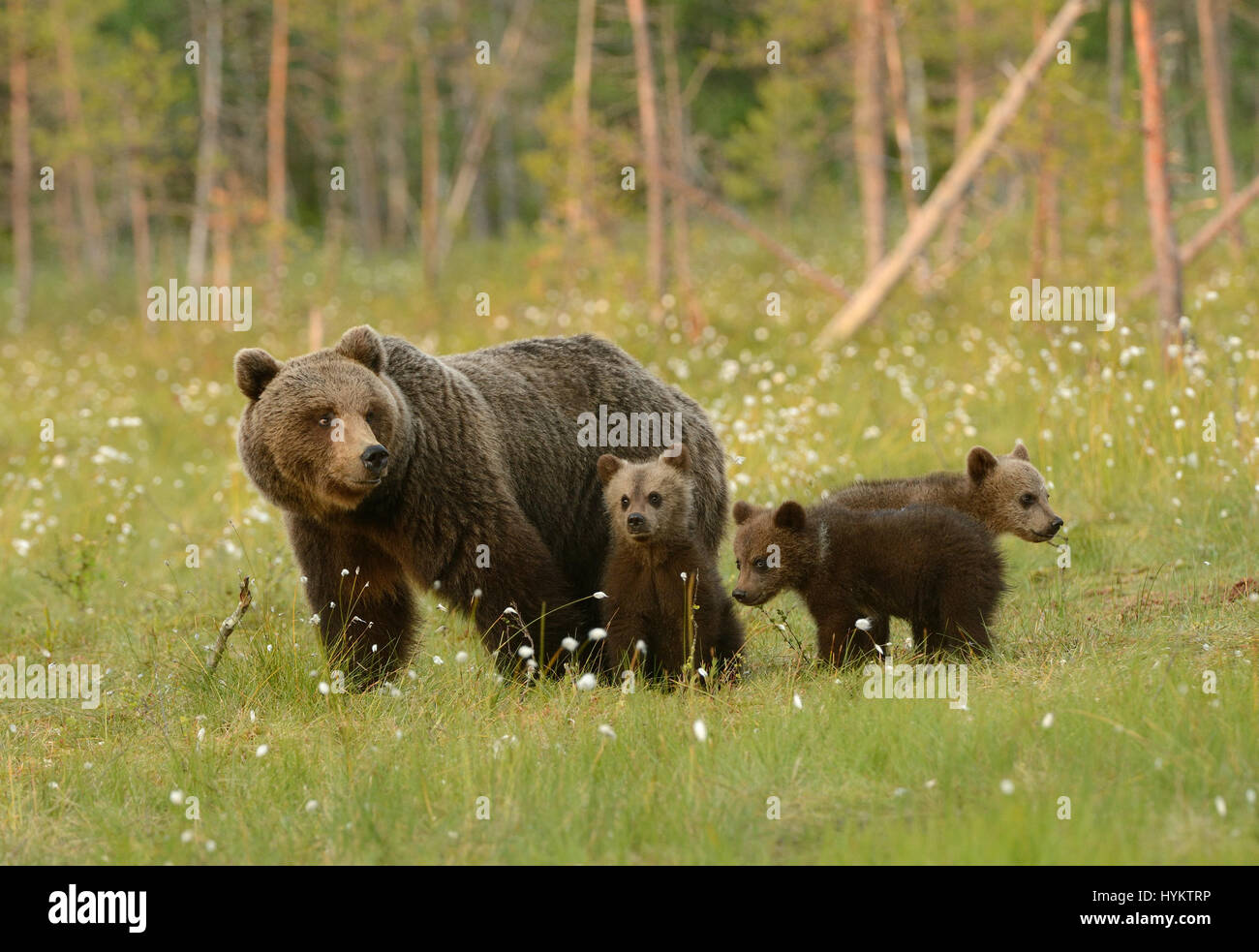 THE HILARIOUS moment a bear cub took some time out from its usual ...