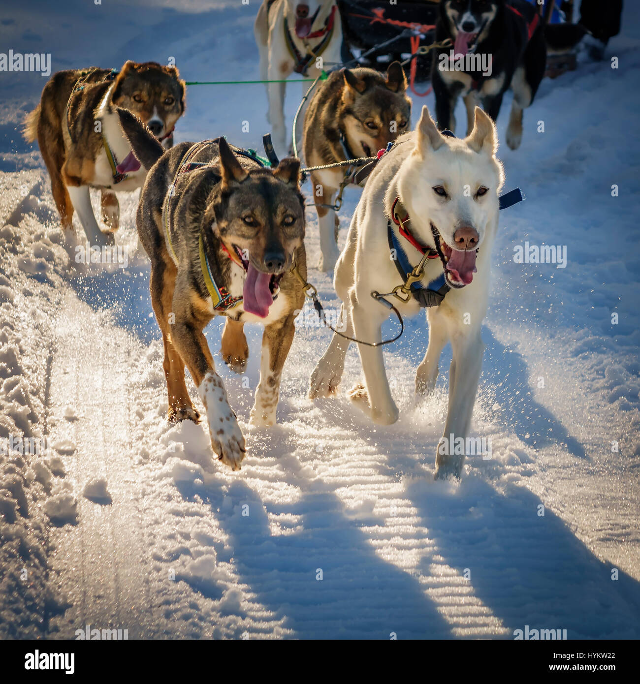 Husky sled dogs, Lapland, Sweden Stock Photo - Alamy