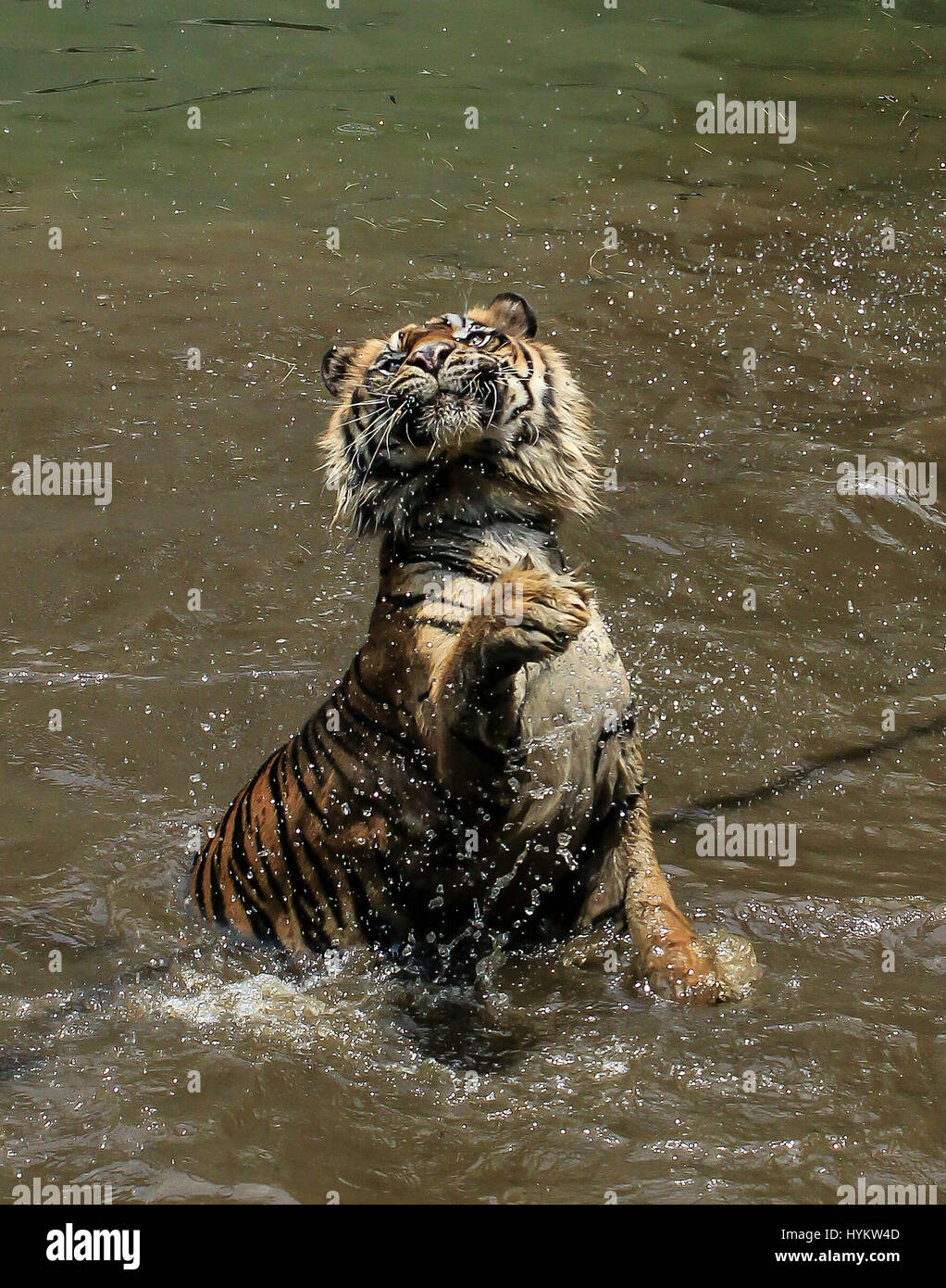 JAKARTA, INDONESIA: A RARE SUMATRAN tiger has been snapped having a ...