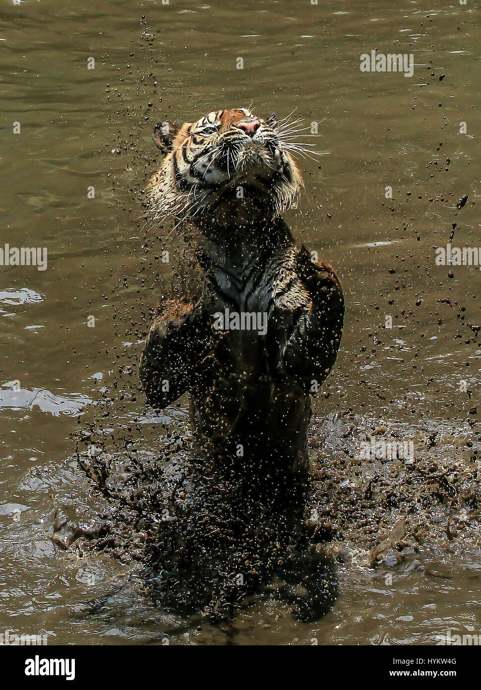 JAKARTA, INDONESIA: A RARE SUMATRAN tiger has been snapped having a ...