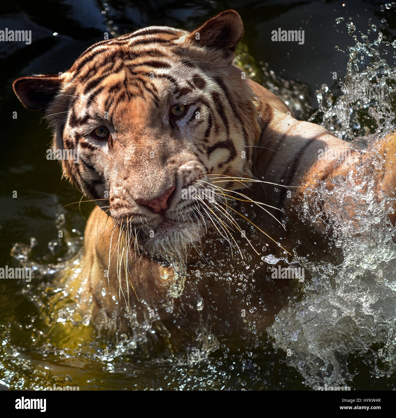 RAGUNAN ZOO, INDONESIA: THIS BENGAL tiger is making quite a splash as ...