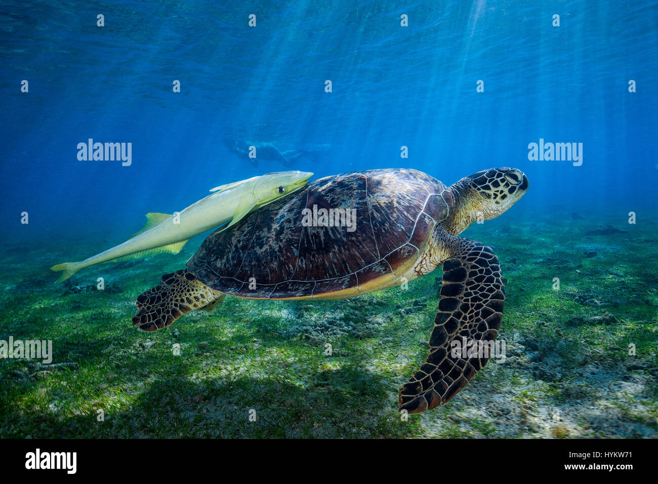REUNION ISLAND, INDIAN OCEAN: Turtle swimming nest to fish. AN ...