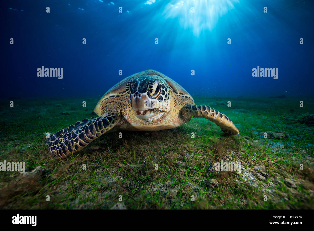 REUNION ISLAND, INDIAN OCEAN: Shot of turtle crawling towards camera on ...