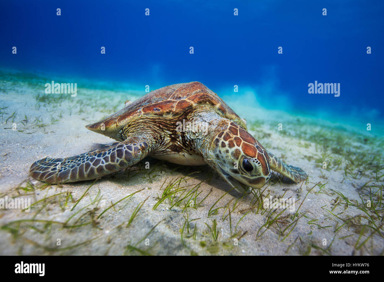 REUNION ISLAND, INDIAN OCEAN: Turtle crawling on seabed. AN INCREDIBLE ...