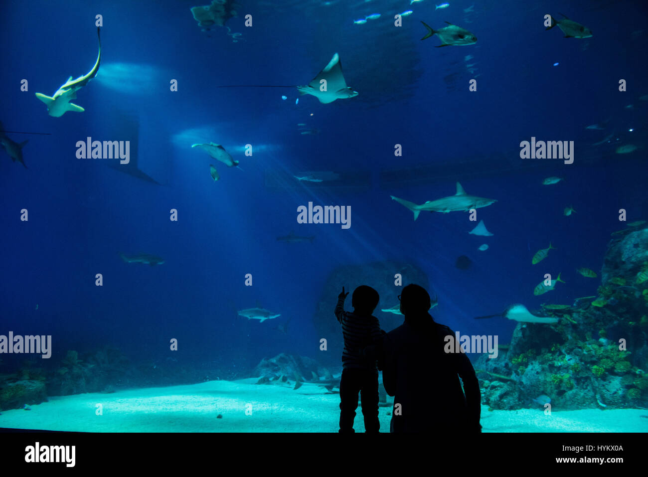 Family (mother and son) visting Copenhagen Aquarium in Denmark and ...