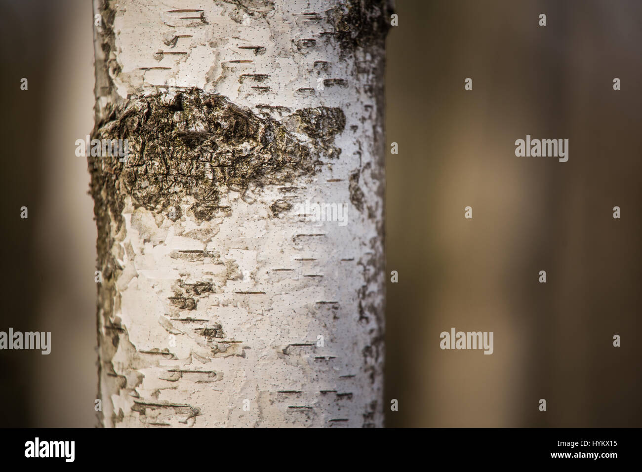 Beautiful birch tree in natural habitat Stock Photo - Alamy