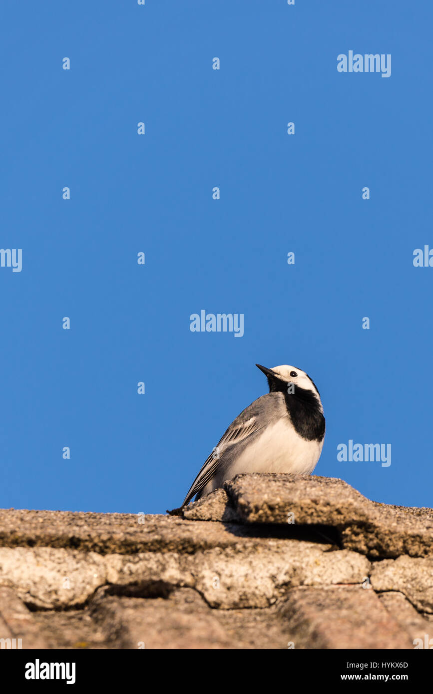 Vertical photo of small bird wagtail with black and white color which ...