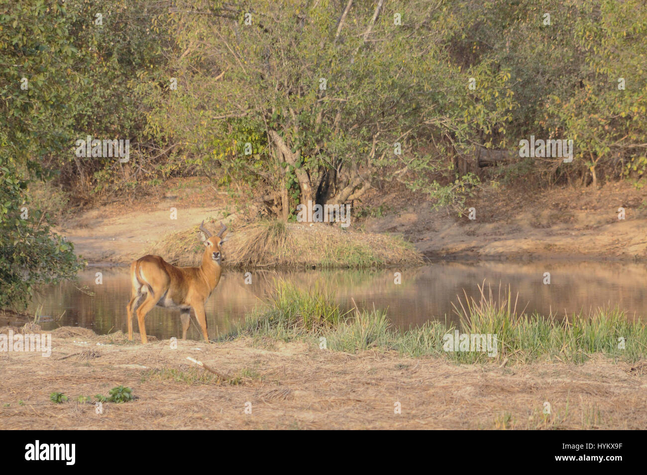 An antelope looks up from a watering hole in Mole National Park in ...