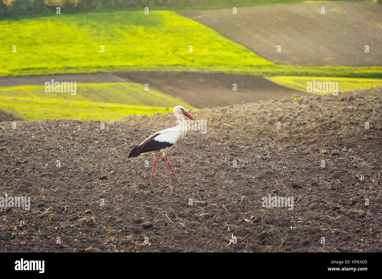 White stork walking on meadow Stock Photo - Alamy