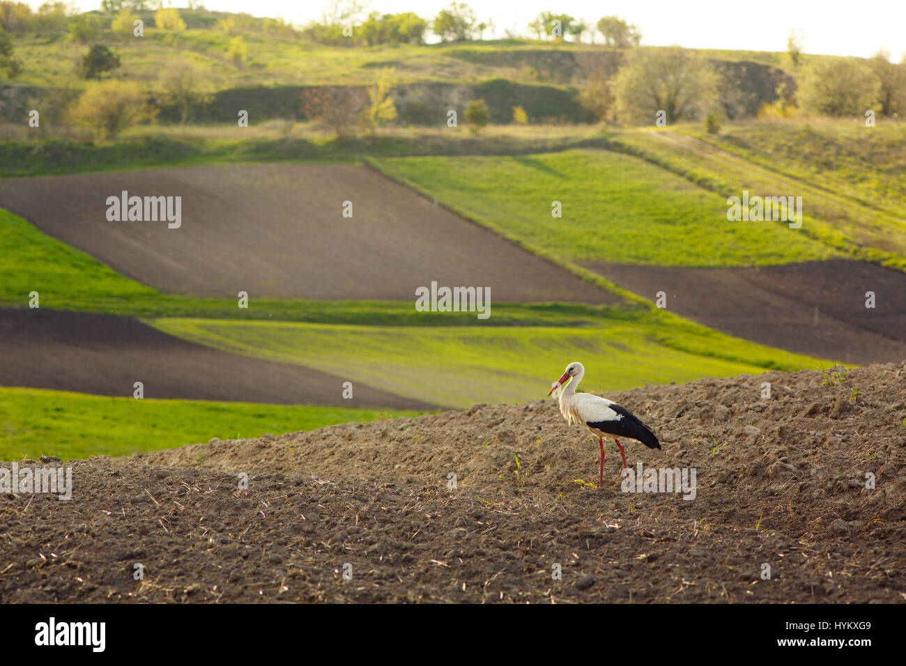 White stork walking hi-res stock photography and images - Alamy