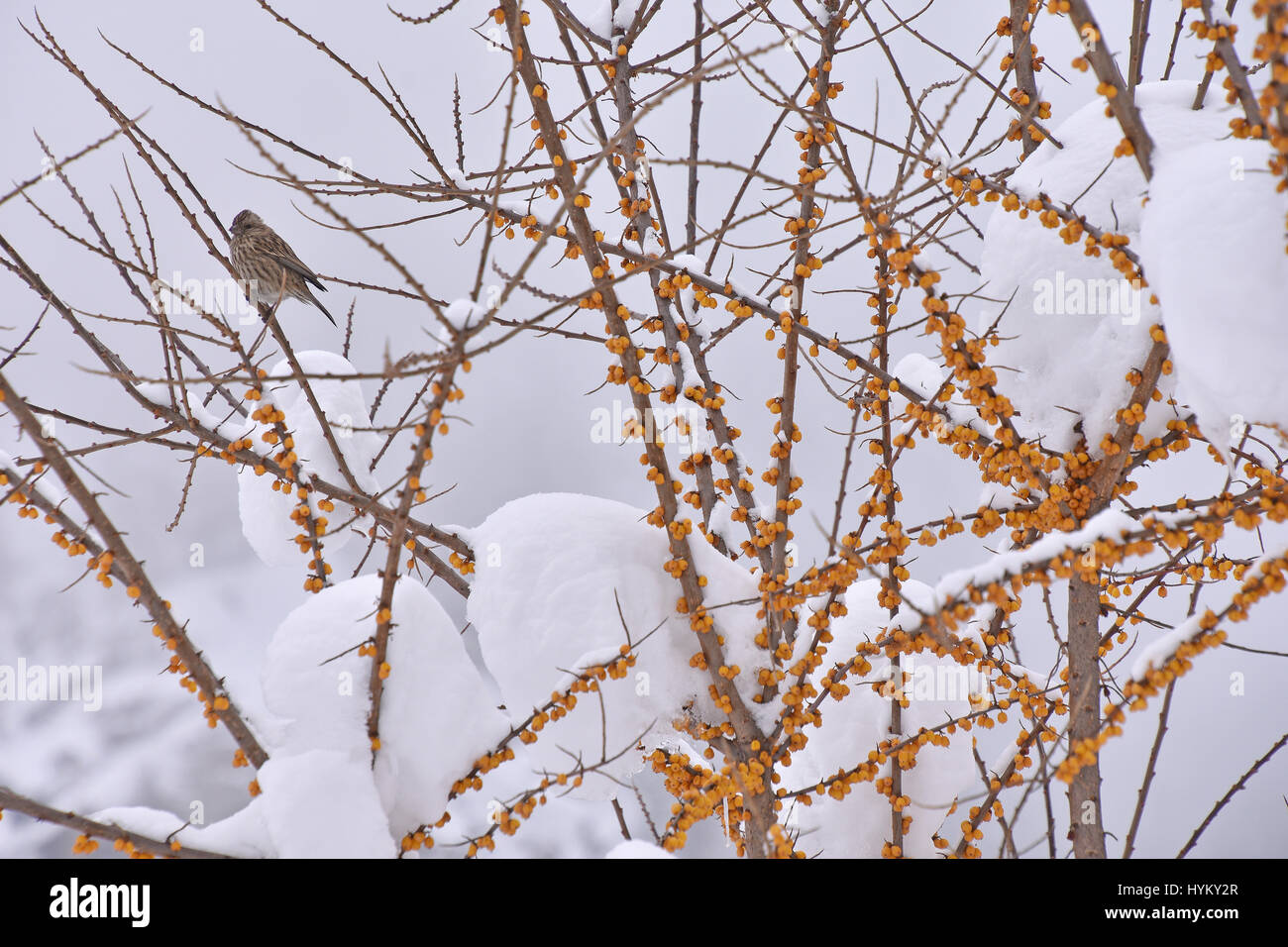 Winter landscape in the Himalayas, Rakcham, Sangla Valley, Himachal ...