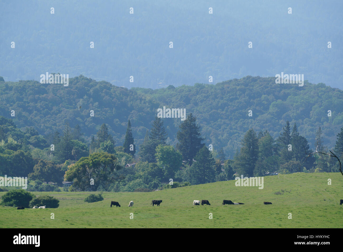 Silicon Valley Landscape as seen from the Pearson-Arastradero Preserve ...