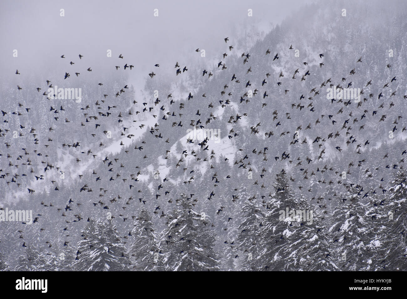 Winter landscape in the Himalayas, Rakcham, Sangla Valley, Himachal ...