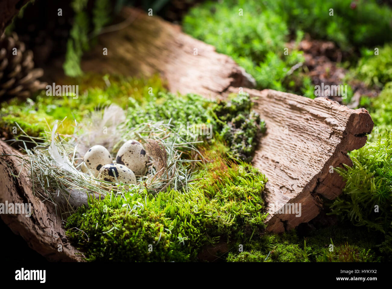 Various Easter eggs on bark with moss Stock Photo - Alamy