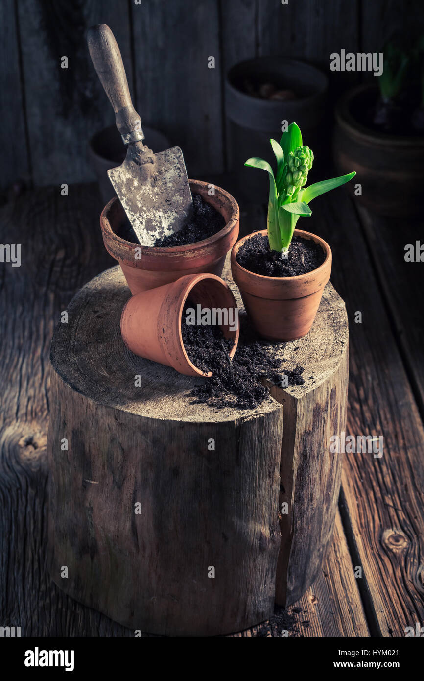 Young spring flowers in the rustic cottage Stock Photo - Alamy