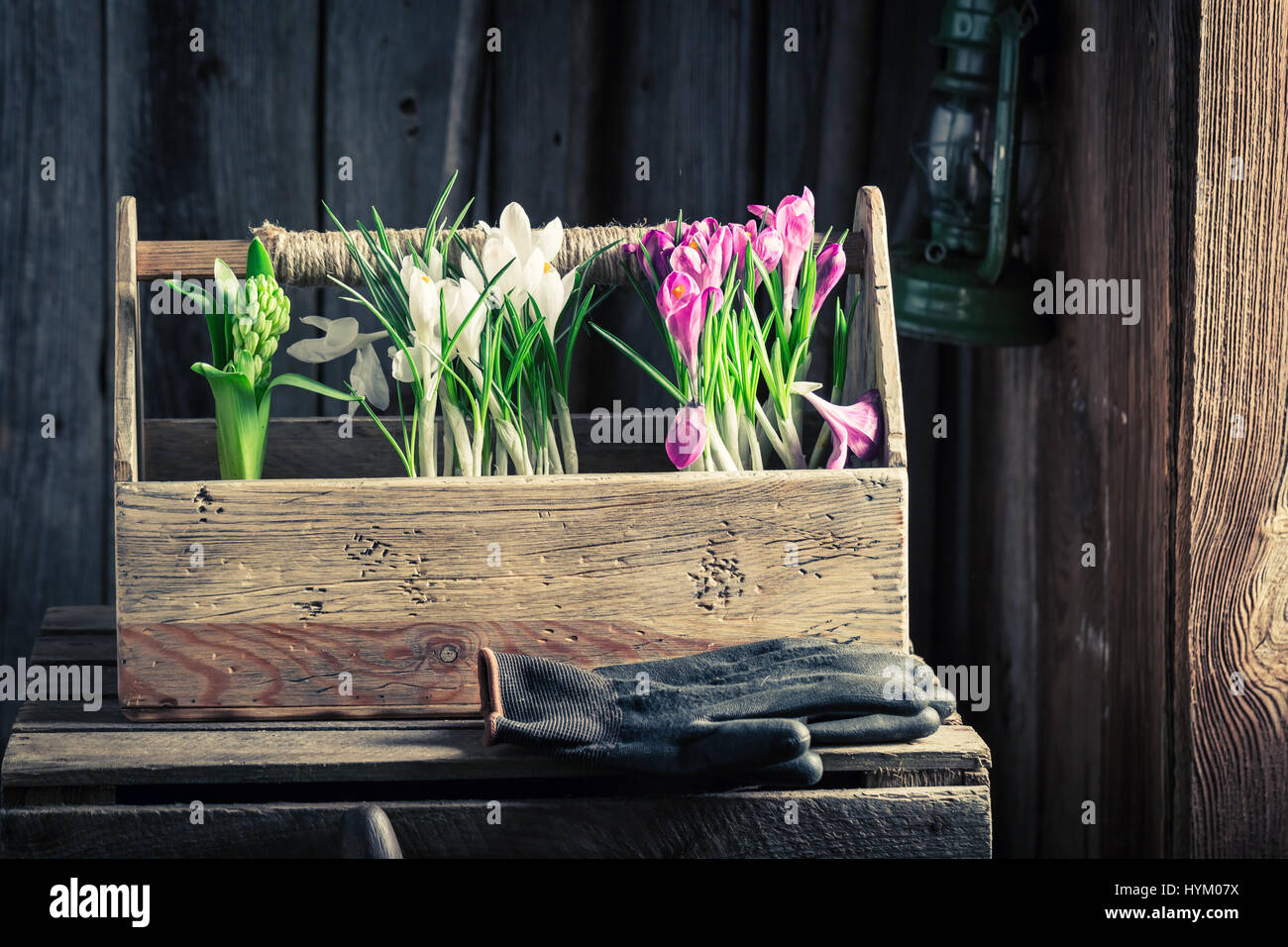 Planting spring flowers in the rustic cottage Stock Photo - Alamy