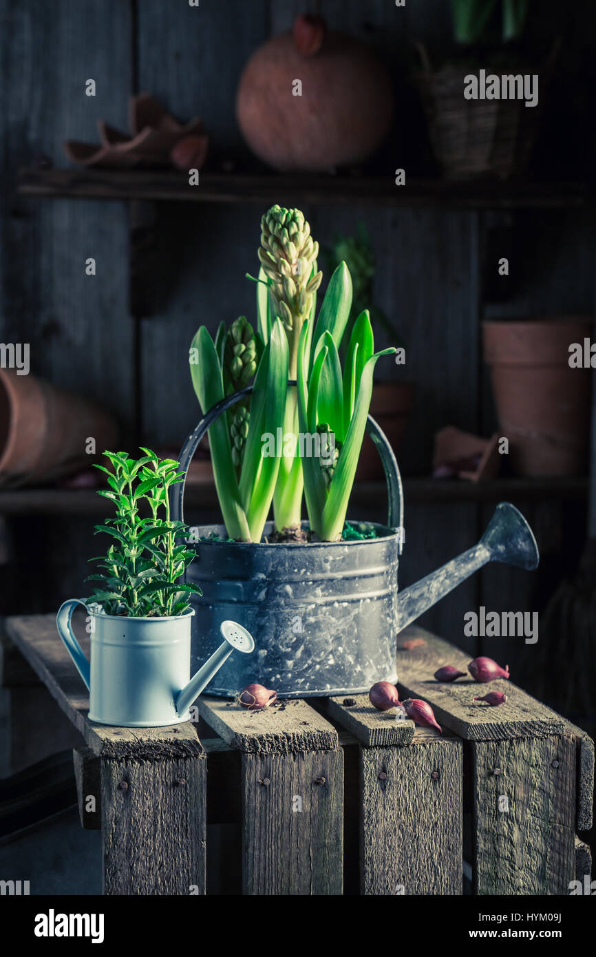 Planting spring flowers in an old wooden shed Stock Photo - Alamy