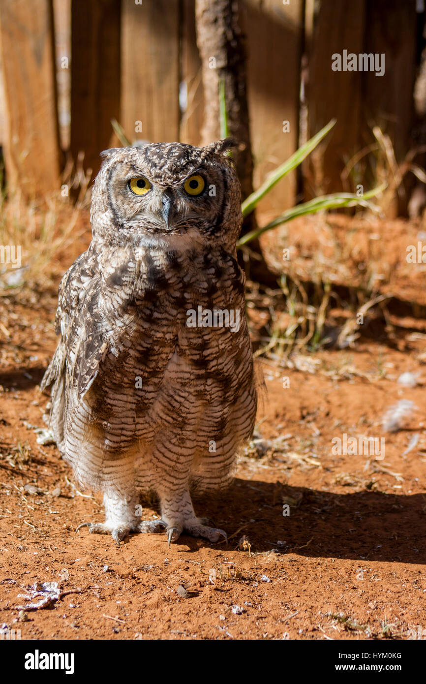 Beautiful owl hi-res stock photography and images - Alamy