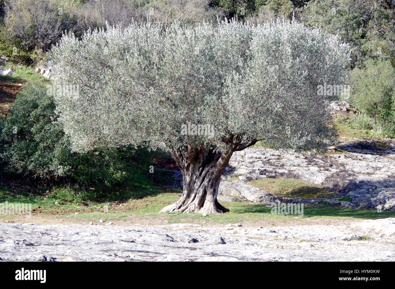 Olive tree near the Pont du Gard, SE France Stock Photo - Alamy