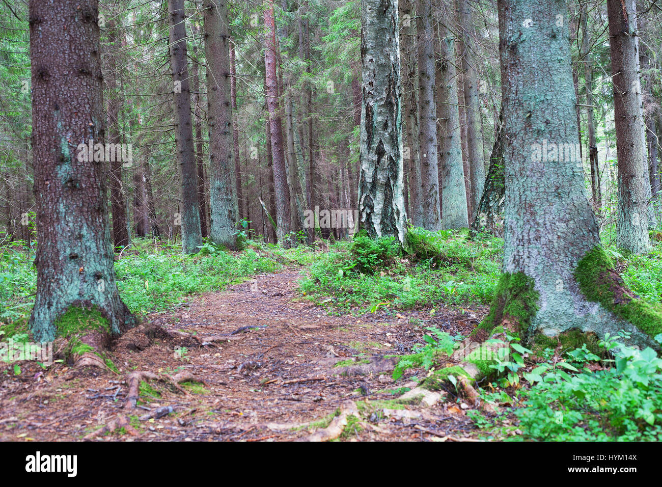 Old fir trees in forest Stock Photo - Alamy