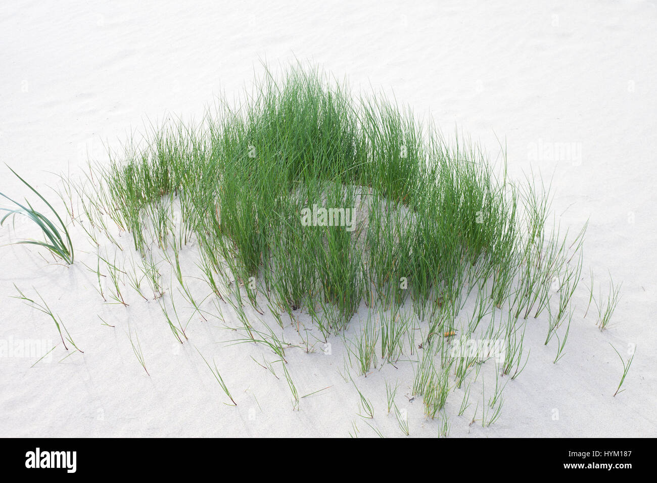 Green grass in sand Stock Photo - Alamy