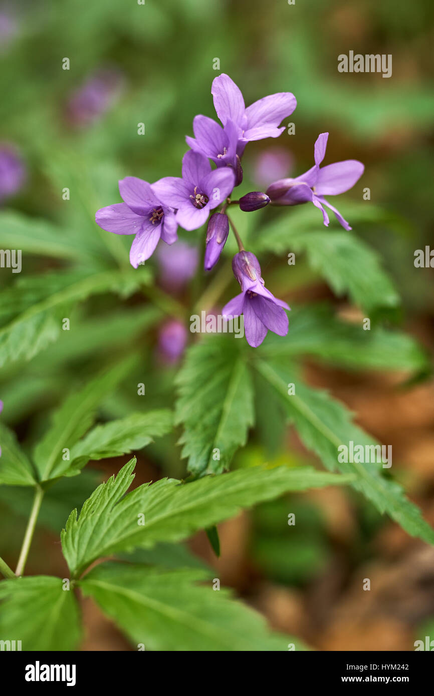 Small purple flowers in a field during spring time Stock Photo - Alamy