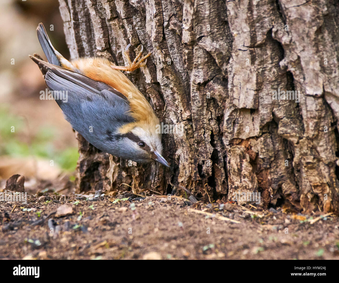 European nuthatch (Sitta europaea) on a tree bark Stock Photo - Alamy