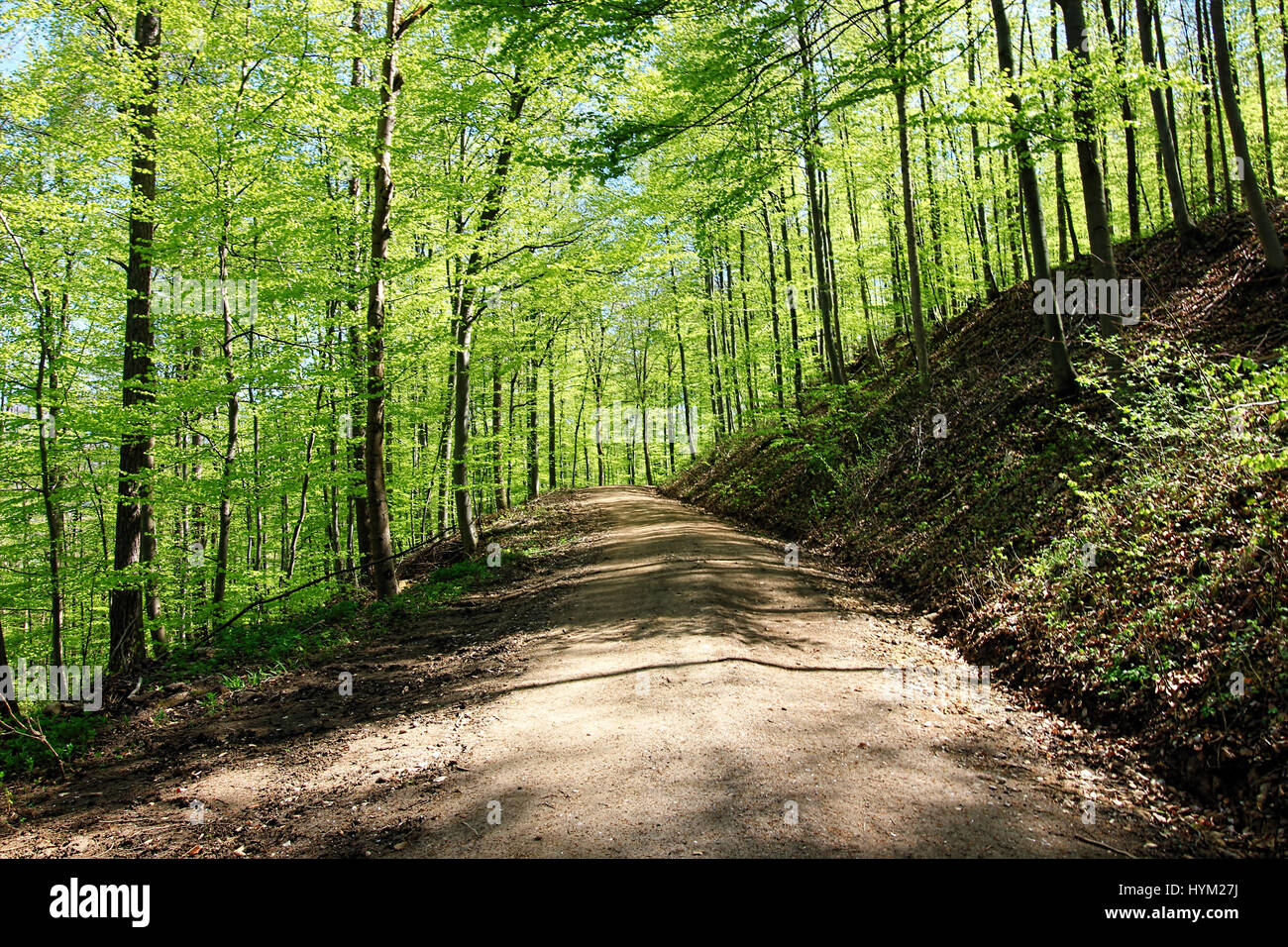 Forest landscape in spring, Germany Stock Photo - Alamy
