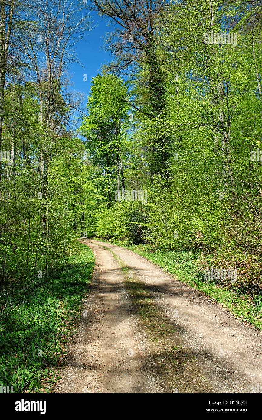 Forest landscape in spring, Germany Stock Photo - Alamy