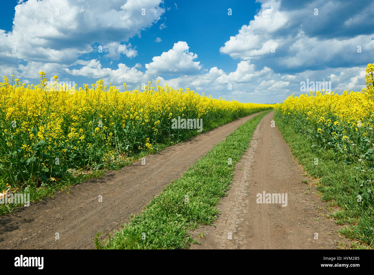 Ground road in yellow flower field, beautiful spring landscape, bright ...