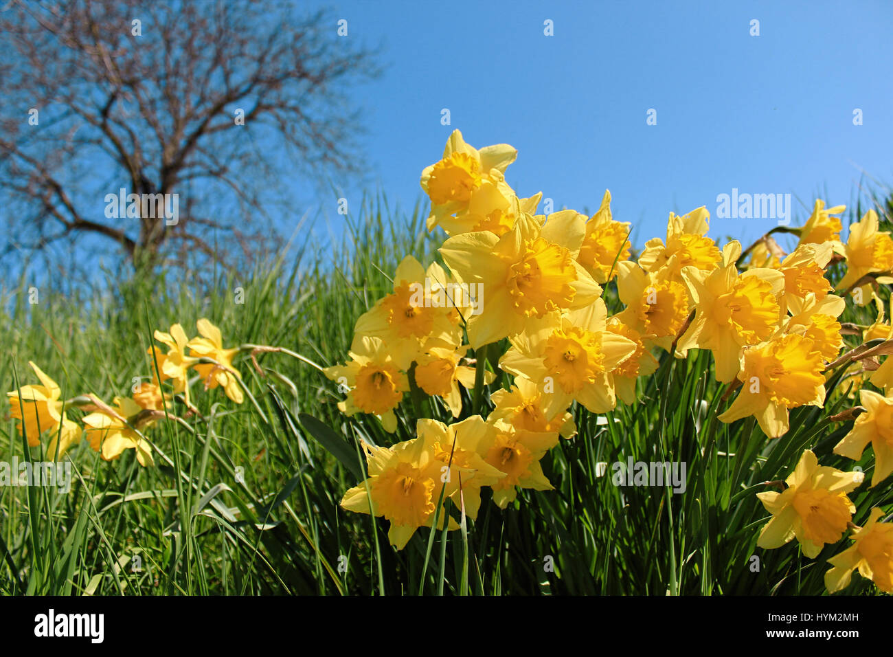 Spring flowers and perfect sunny day, Germany Stock Photo - Alamy