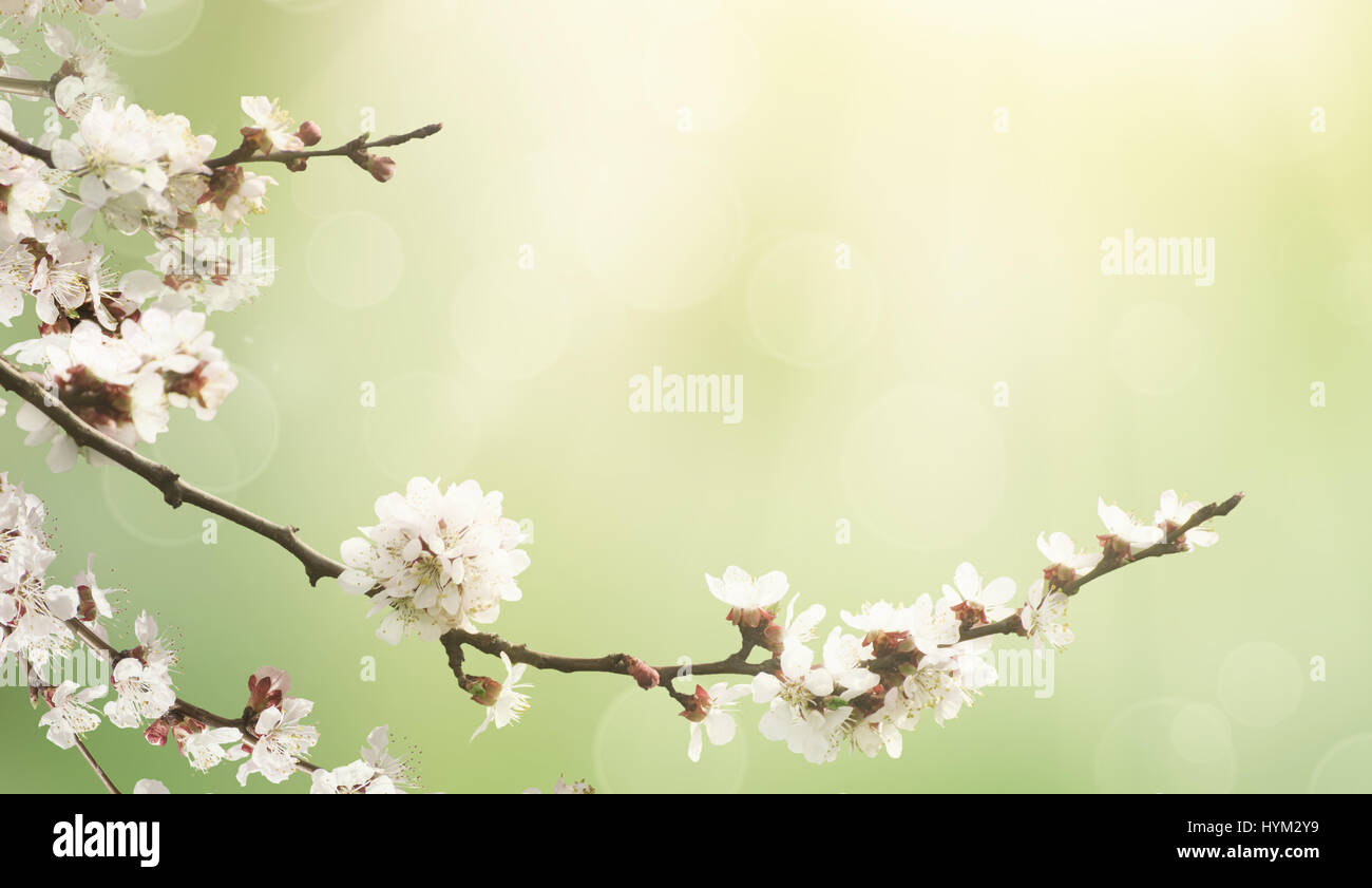 Abstract spring background Stock Photo - Alamy