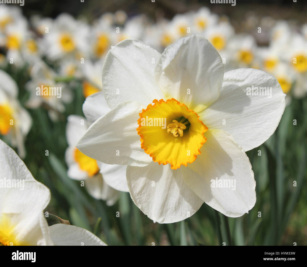 Close up of beautiful white narcissus flower with yellow trumpet ...