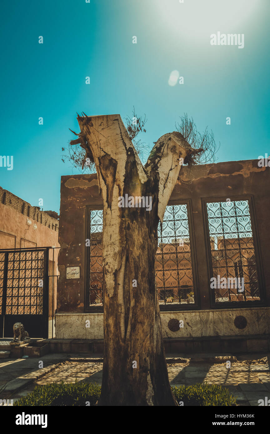 cairo, egypt, february 25,2017: sunlight over leafless tree with view ...
