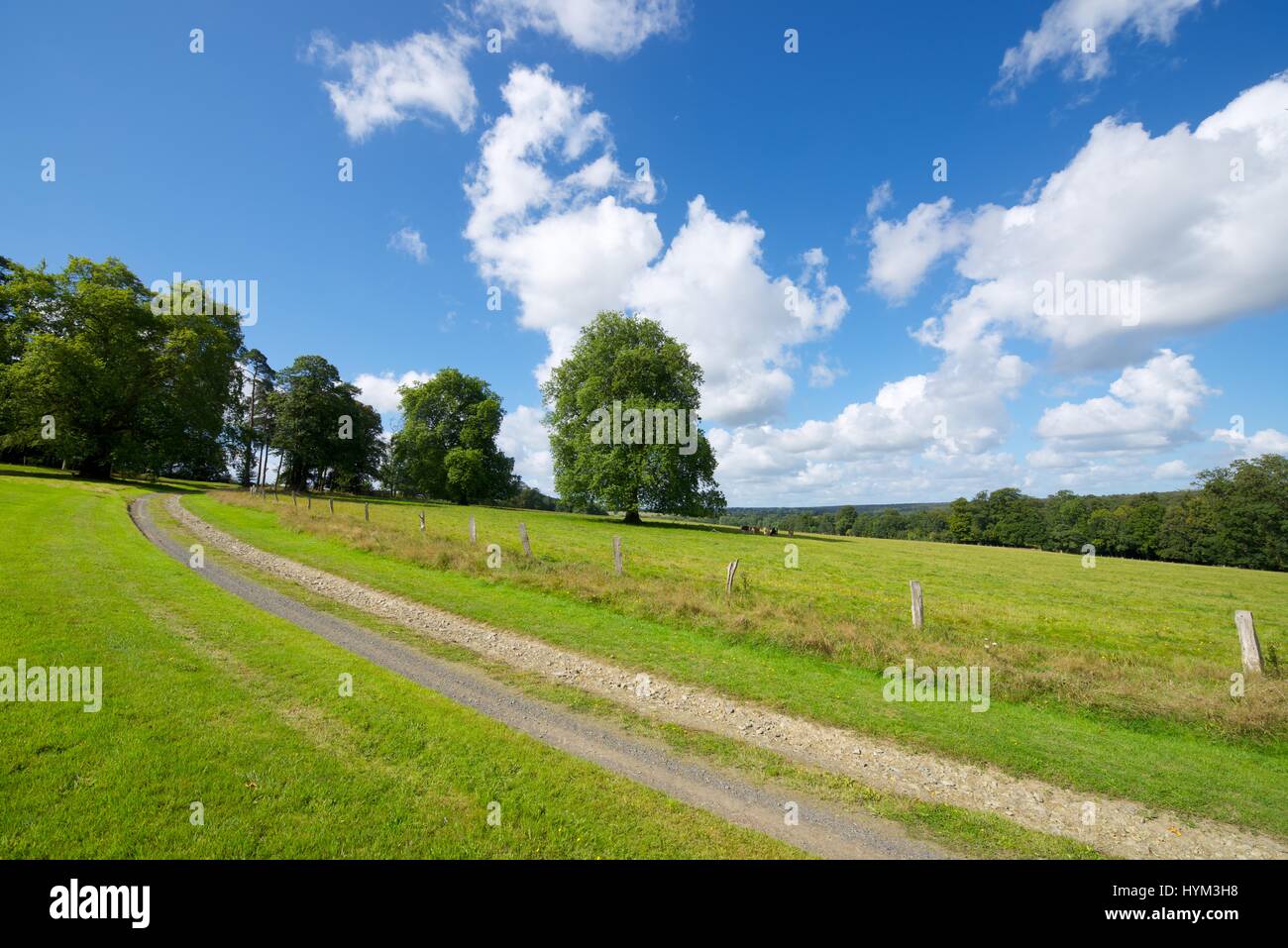 Green meadow with trees in Normandy, France Stock Photo - Alamy