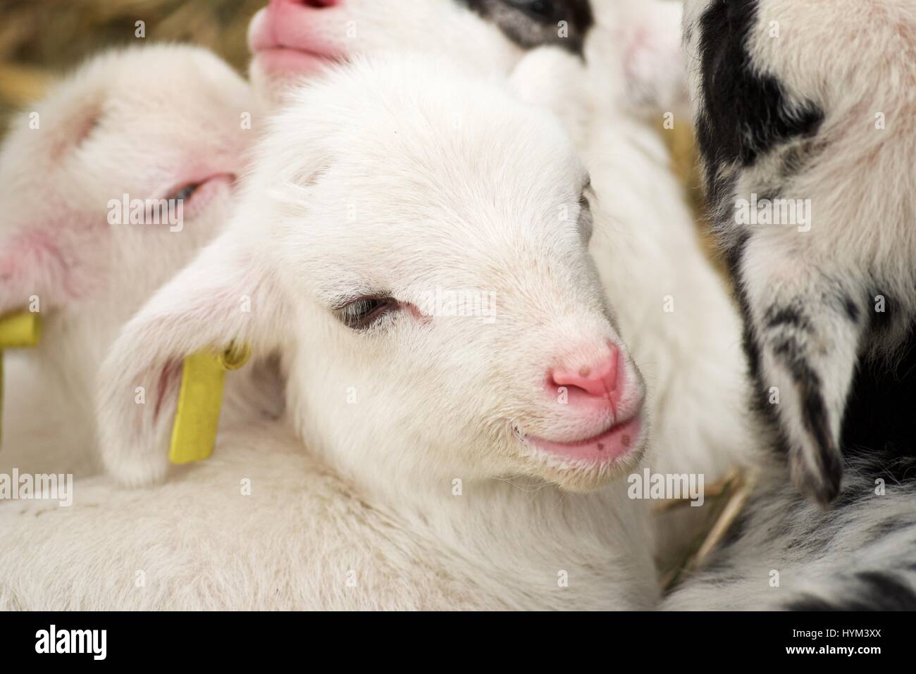 Close-up of a little lamb Stock Photo - Alamy