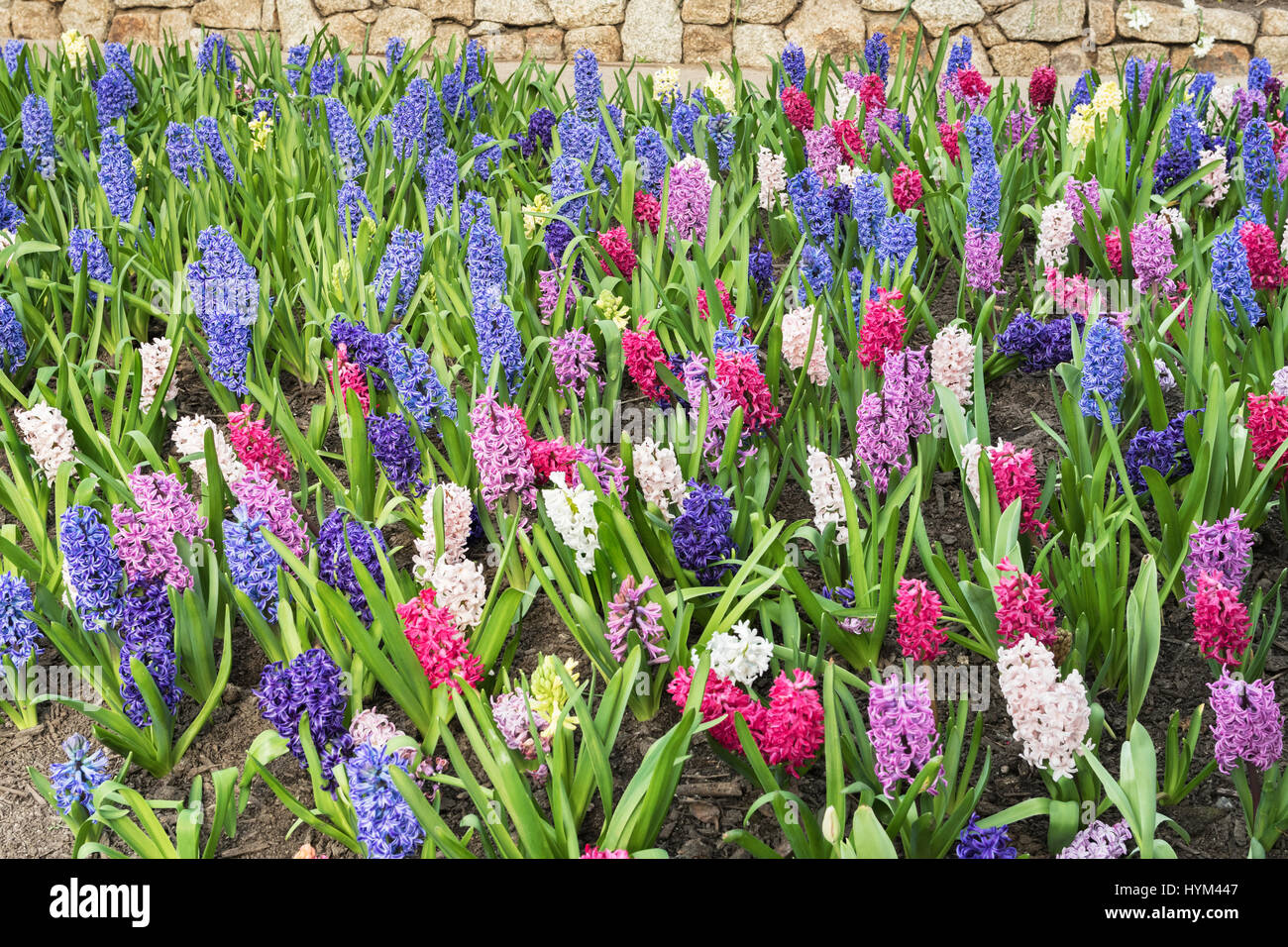 Hyacinth floral hi-res stock photography and images - Alamy