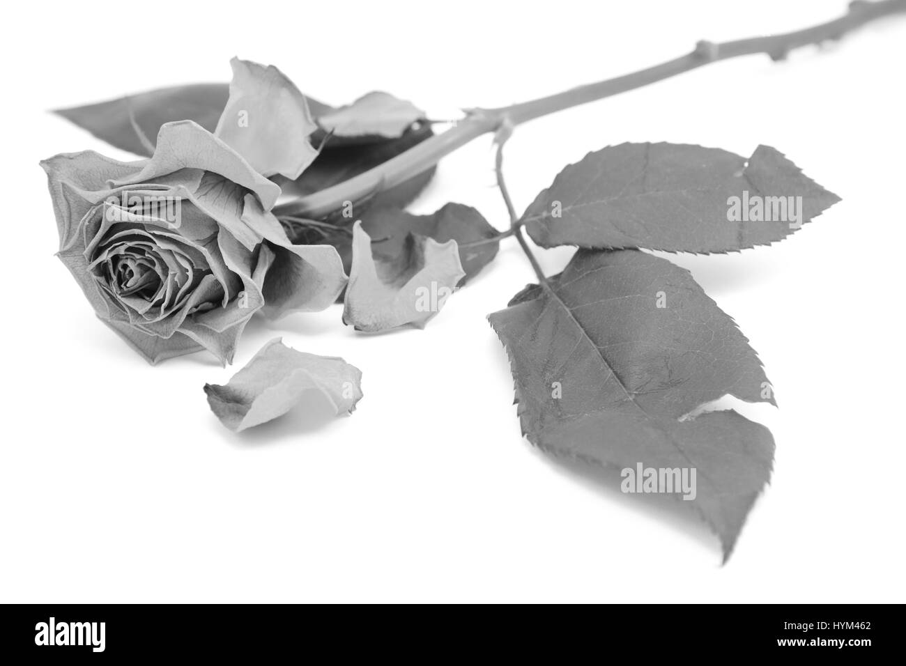 Dying rose bloom with dropped petals and a long stem on a white ...