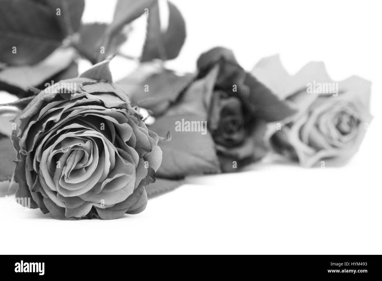 Rose blooms in different colours in selective focus on a white ...