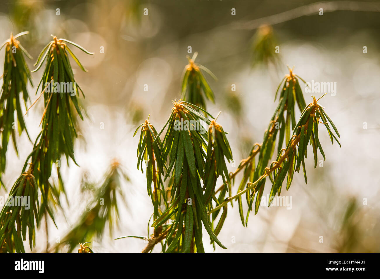 Beautiful marsh labradors in a natural habitat in early spring Stock ...