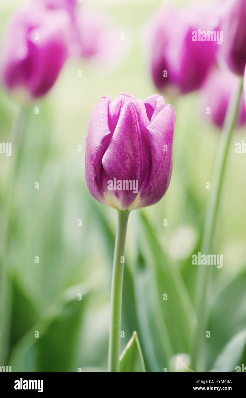 Violet tulip flowers Stock Photo - Alamy