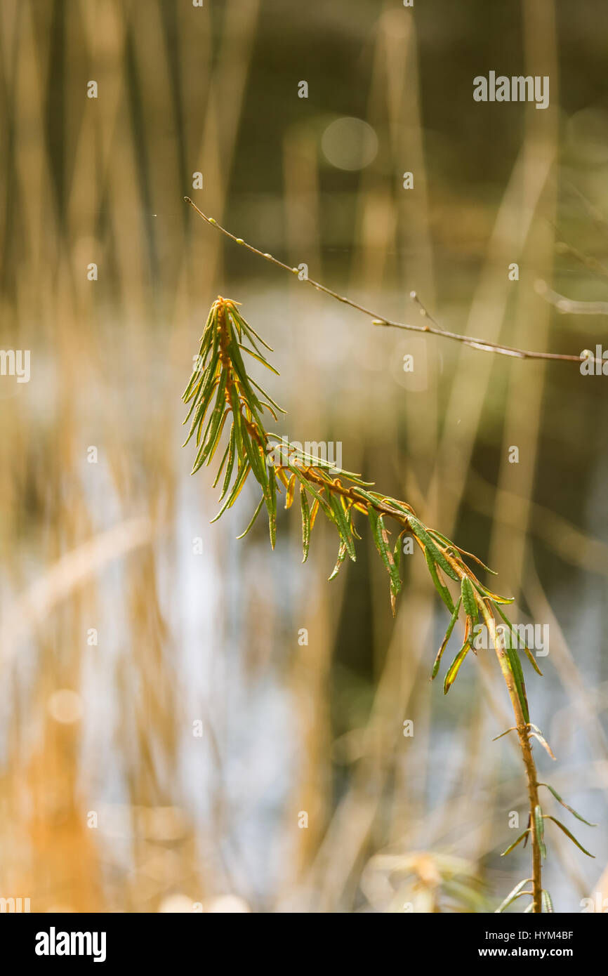 Beautiful marsh labradors in a natural habitat in early spring Stock ...